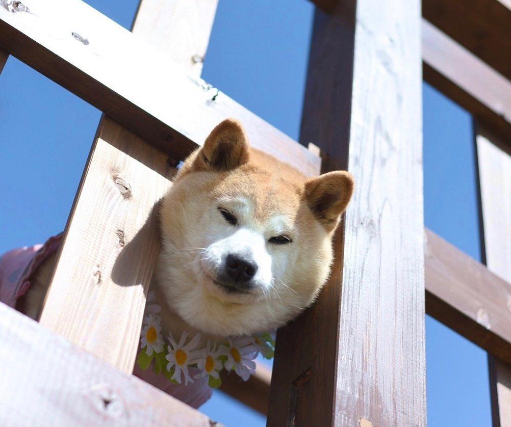 不可以色色柴犬Ponsan去世享年17歲 主人：帶著笑容離開 | am730